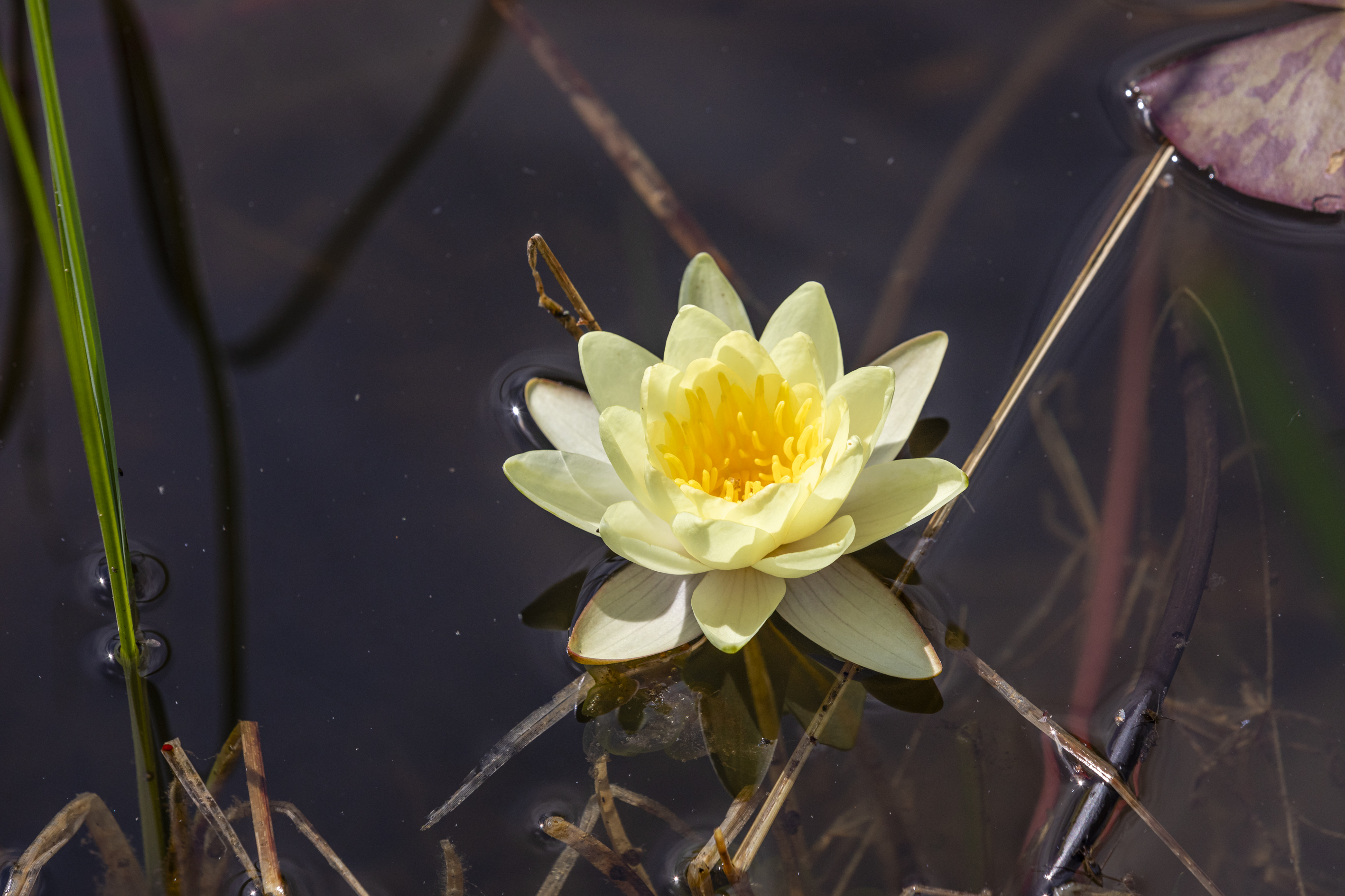 Võrratu vesiroos | kodus.ee