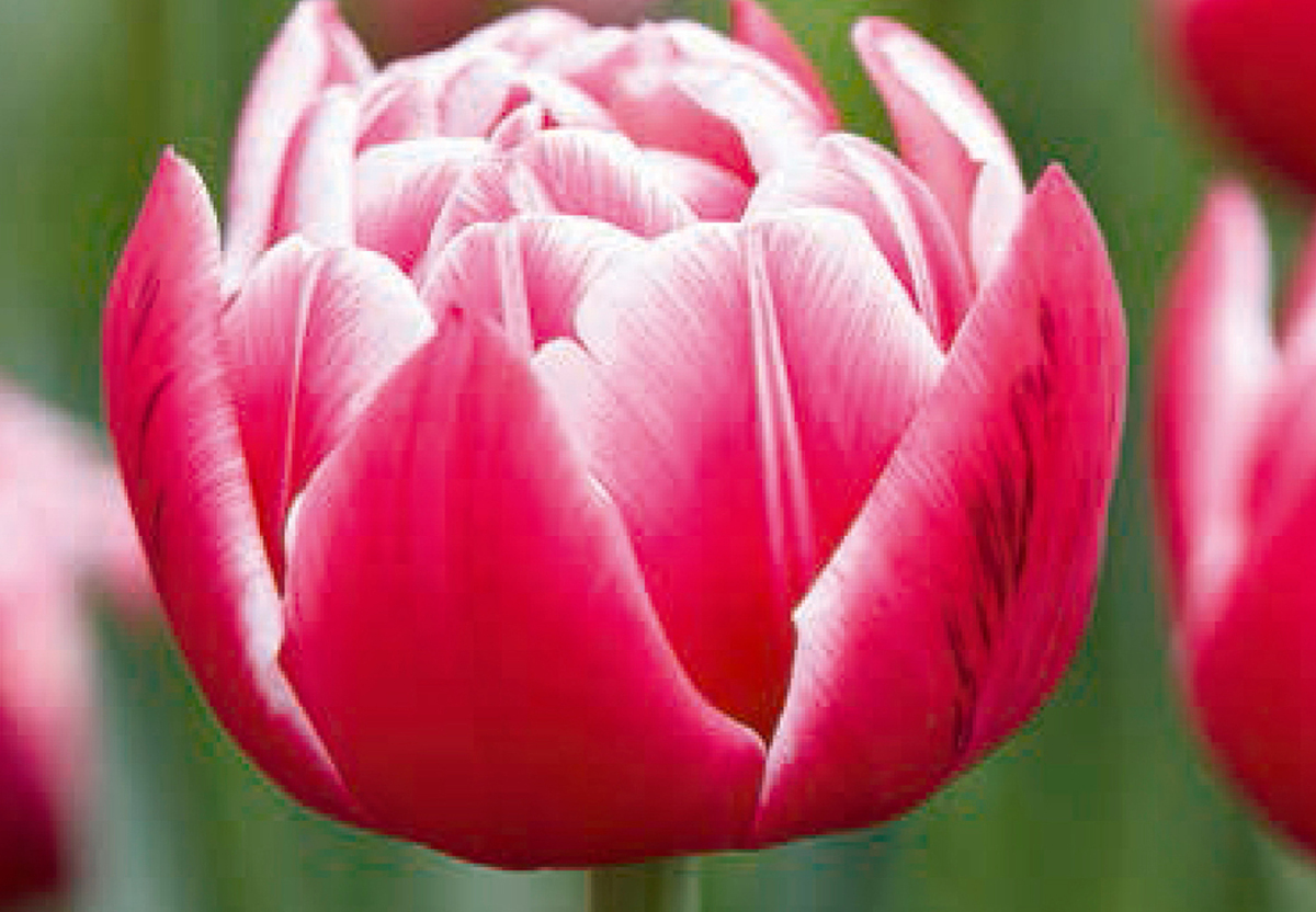 Soovid talvel imetleda tulpide ilu? Nii meelitad tulbid talvel õitsema ...