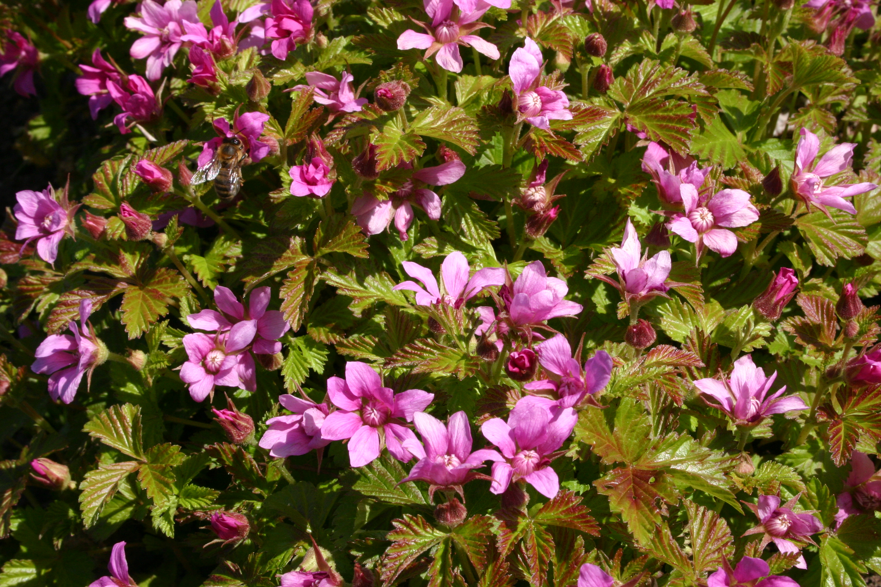 Metsamarjad koduaias | kodus.ee