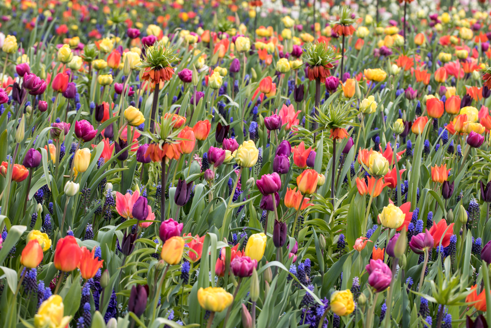 Kevadilu tuleb sibullilledega | kodus.ee