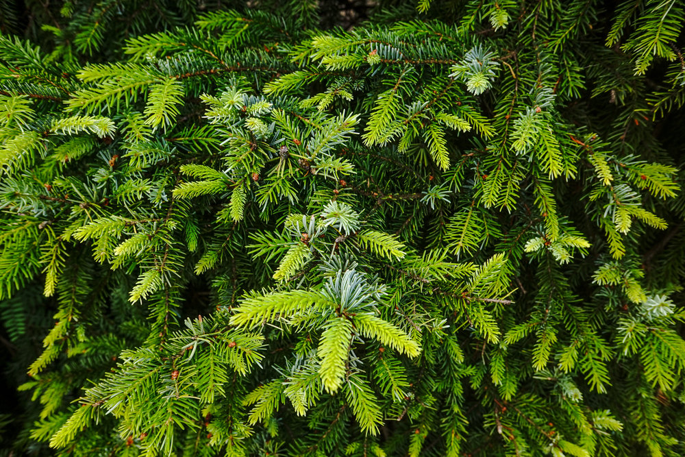 Nõksud noore kuuseheki pügamiseks | kodus.ee