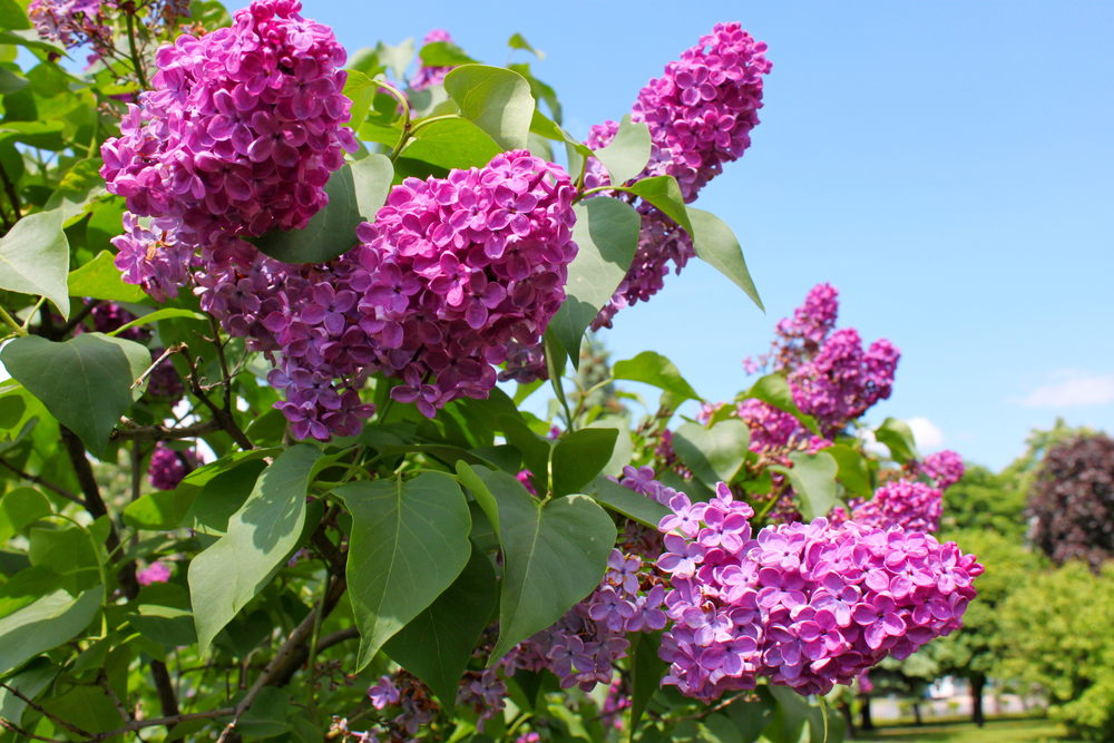 Miks sirel ei õitse? | kodus.ee