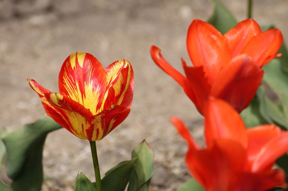 Miks (ühevärvilised) tulbid triibuliseks lähevad (või värvi muudavad ...