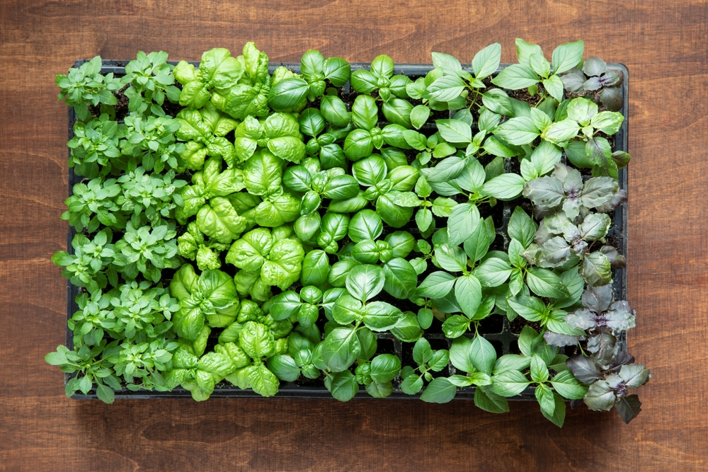 Basiiliku külvinipid | kodus.ee