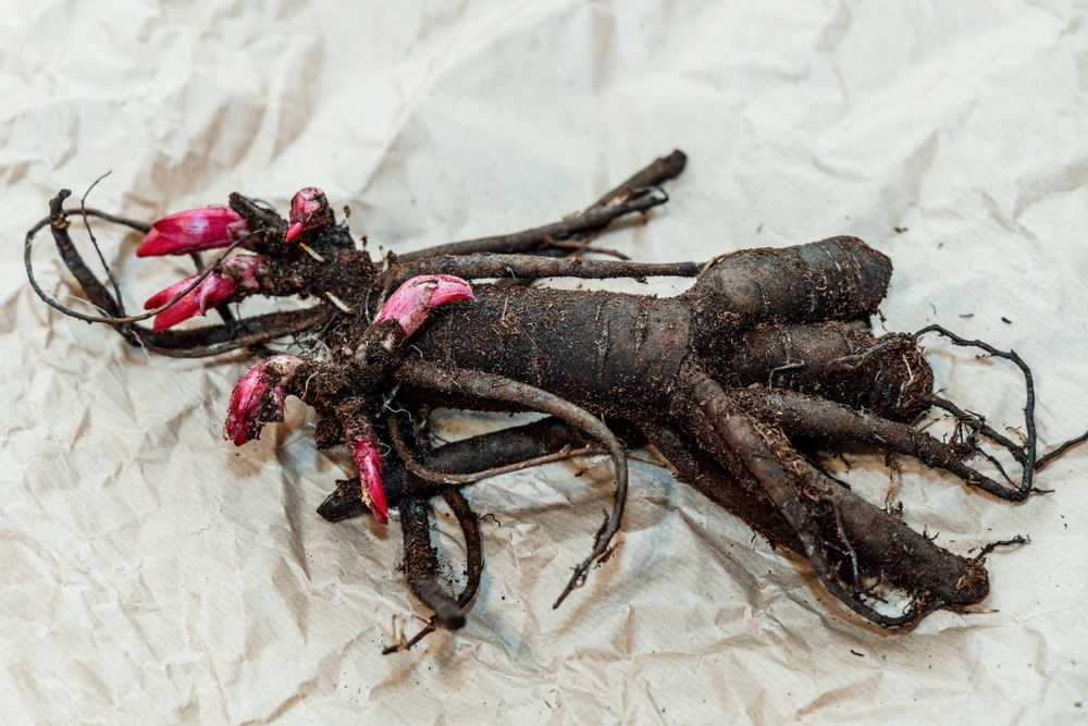 Istikud ilma mullata: kuidas hoida aeda istutamiseni? | kodus.ee