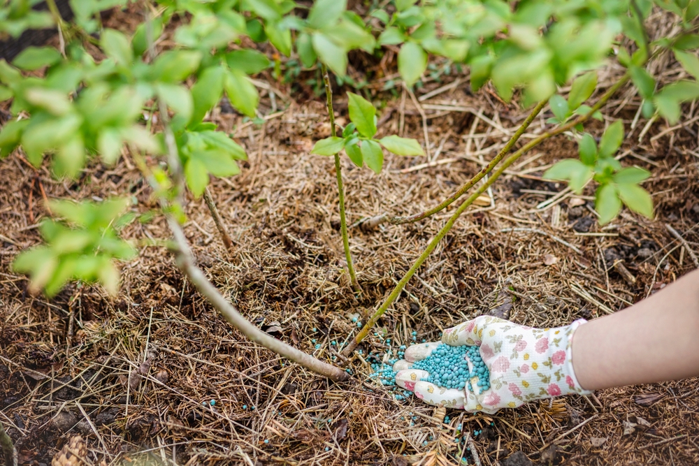 Taimed vajavad sügisrammu | kodus.ee