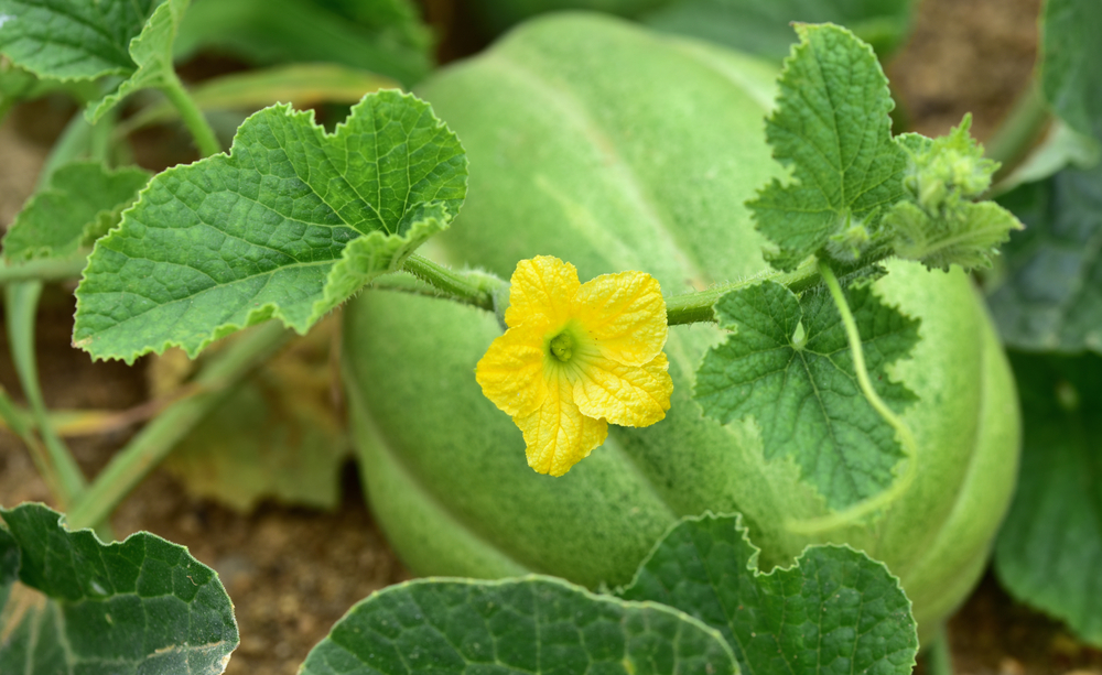 Mahlakas melon | Kodus