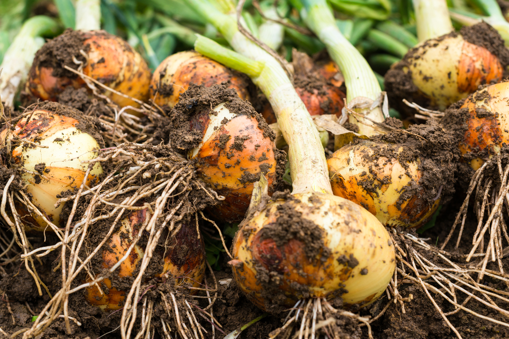Siiruviiruline sibul. Millist kasvukeskkonda eelistab harilik sibul ...