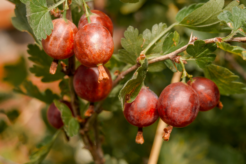 Roheline, kollane või punane karusmari? Milliseid sorte võiks eelistada ...