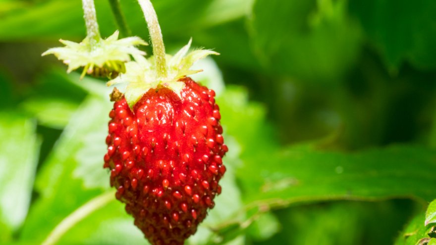 Muulukas - magusam kui metsmaasikas. Metsamari koduaeda kasvama! | kodus.ee