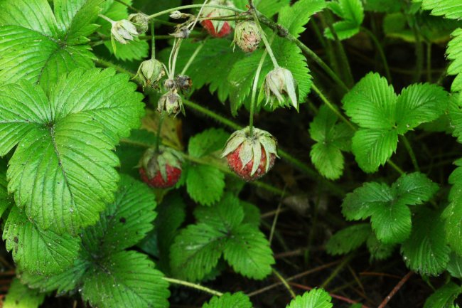 Muulukas - magusam kui metsmaasikas. Metsamari koduaeda kasvama! | kodus.ee